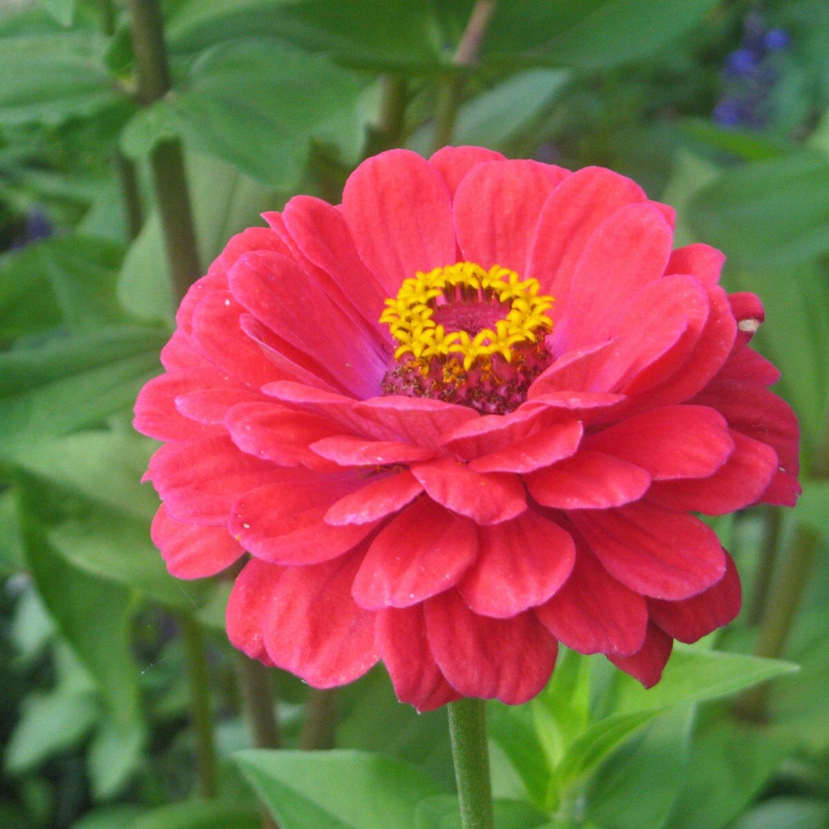 Niedrige Zinnie 'Dwarf Mix' (Zinnia elegans) Bio Saatgut