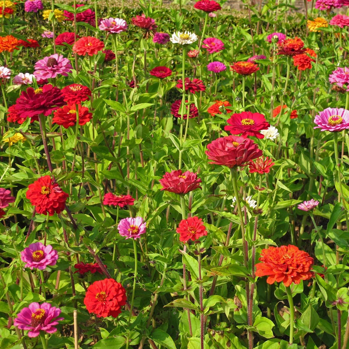Niedrige Zinnie 'Dwarf Mix' (Zinnia elegans) Bio Saatgut