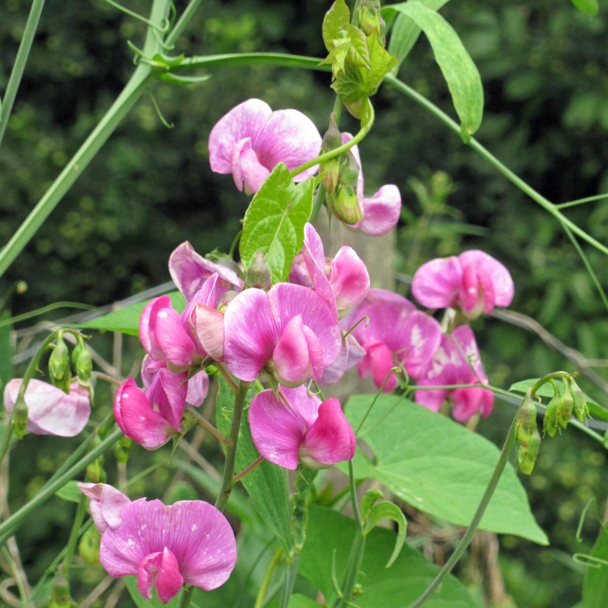 Duftwicke (Lathyrus odoratus) Bio - ca. 10 Samen