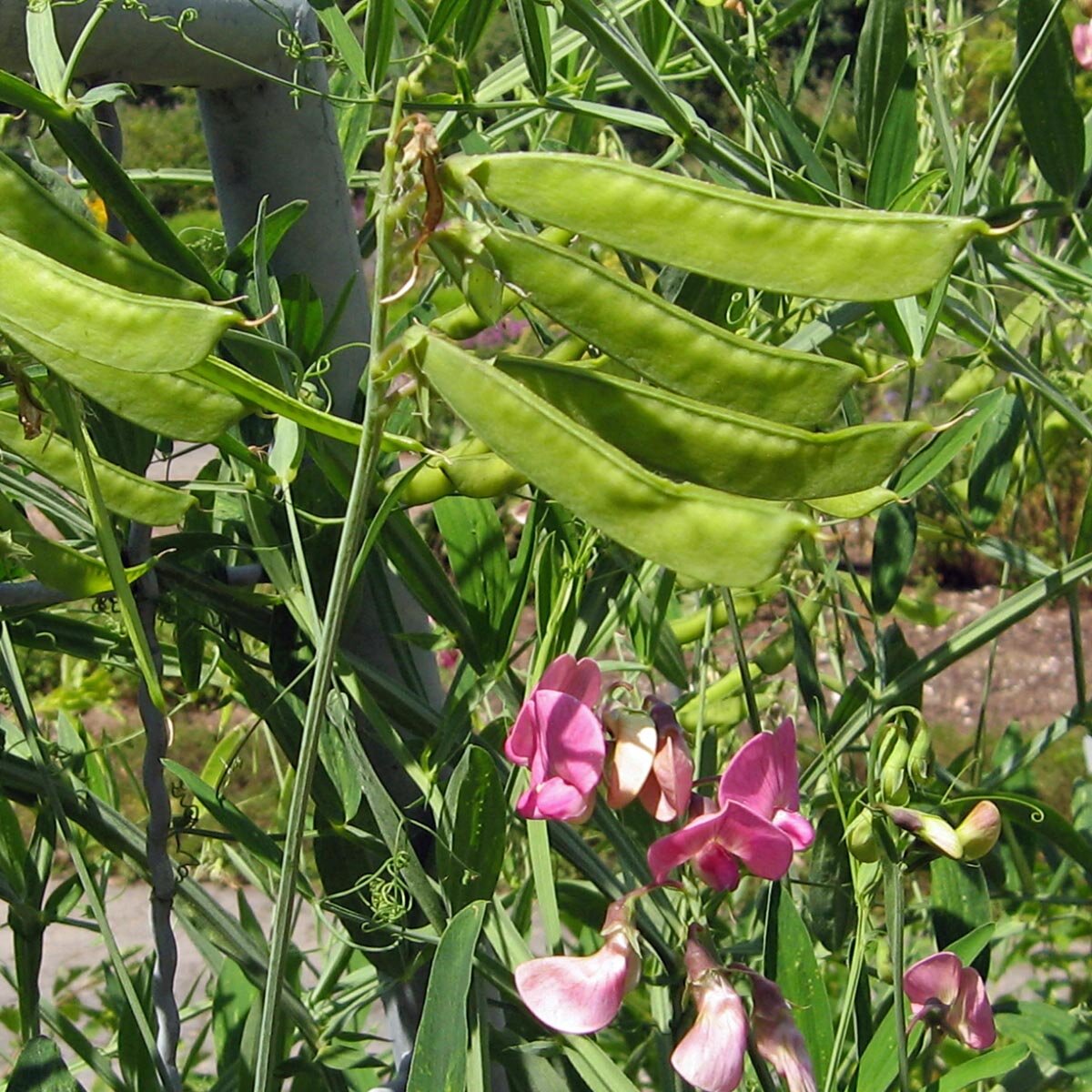 Duftwicke (Lathyrus odoratus) Bio - ca. 10 Samen